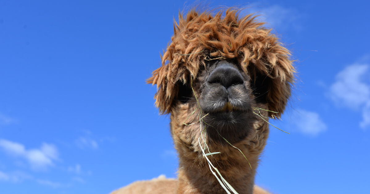 Faszination Alpakas: Diese 6 Eigenschaften machen Sie besonders